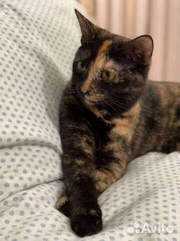 Кошка Ириска