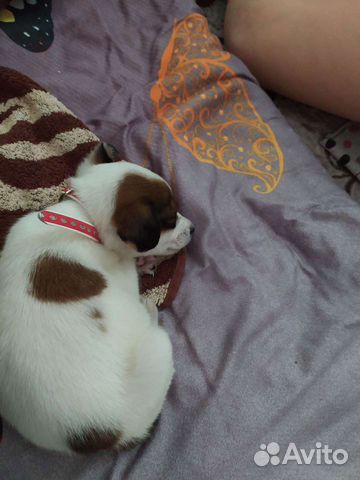 Джек Рассел терьер девочка