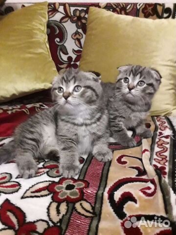 Вислоухие близняшки