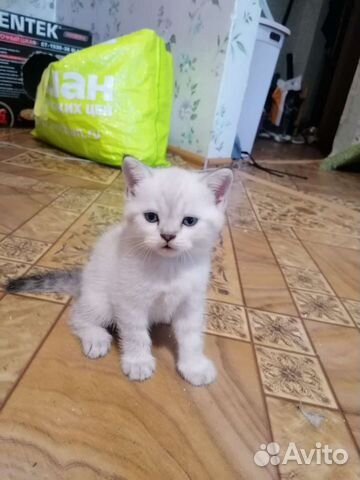 Шотландские котята