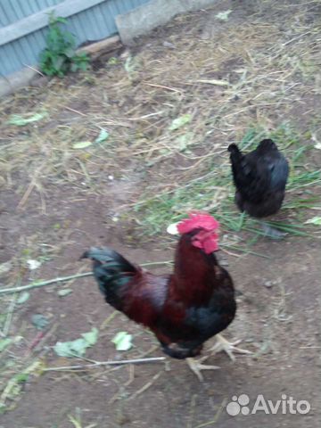 Петухи