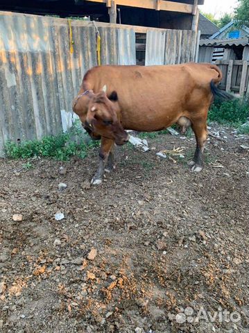 Корова дойная