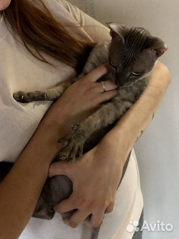 Отдам кота в добрые руки