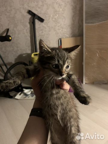 Отдам котенка в добрые руки