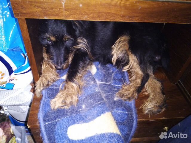 Отдам ягдтерьера сука 3 года