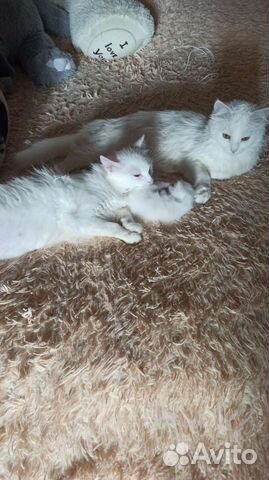 Кошки