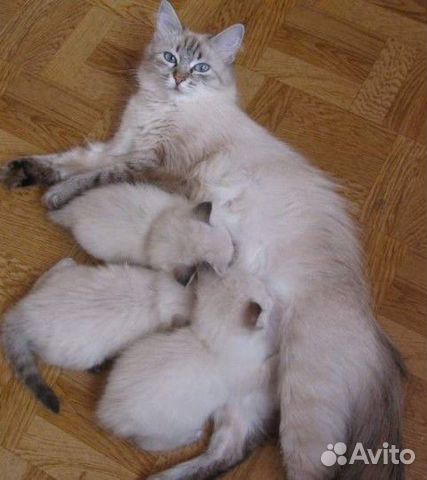 Невская маскарадная