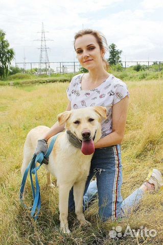 Добрая домашняя собака в приюте