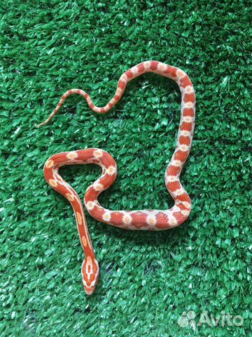 Маисовый полоз