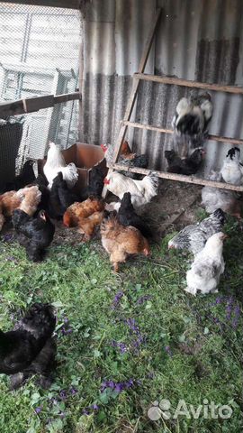 Куры и петухи