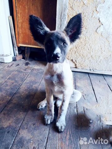 Девочка Метис борзой