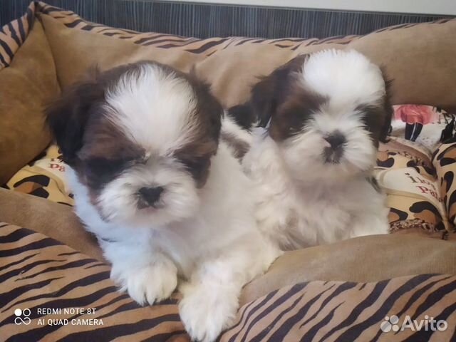 Ши-тцу стандартные щенки (питомник)