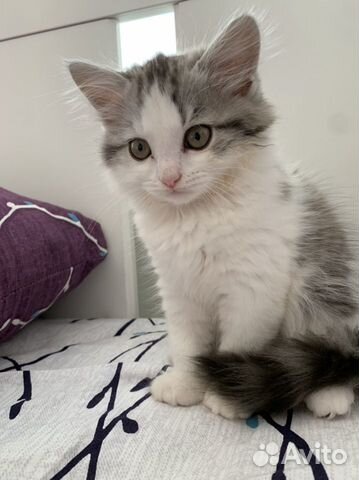 Прекрасный котенок