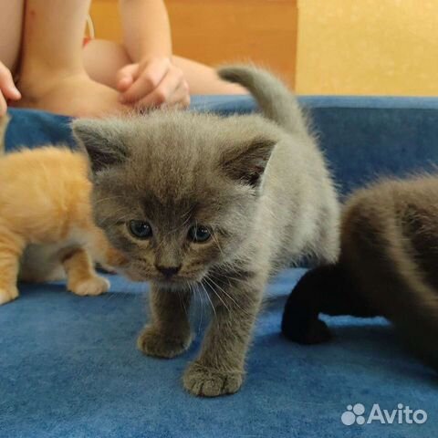 Серый котёнок в добрые руки