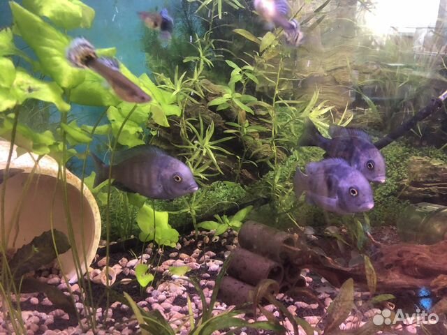 Цихлиды дельфин