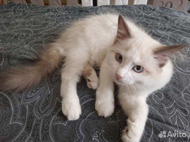 Кошки рэгдолл