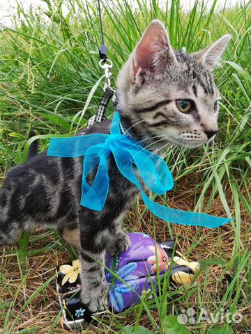 Дружелюбный котенок