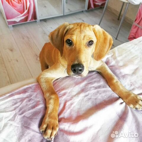 Крутой щенок ищет дом