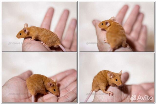 Декоративная мышь рекс, кудрявый мальчик