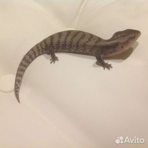 Синеязыкий сцинк