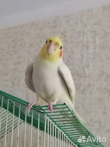 Попугай корелла с клеткой