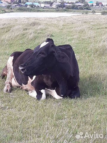 Двойник крови и тёлки