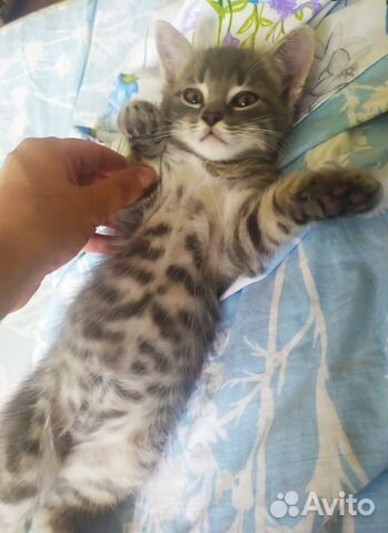 Полубританец