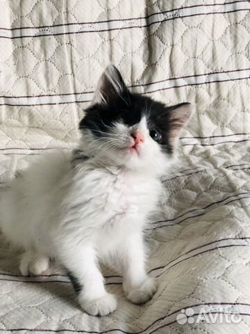 Котенок 2 месяца, мальчик