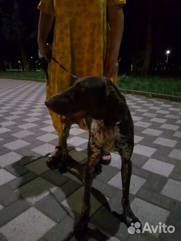 Найдена собака