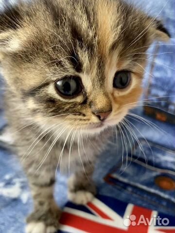 Шотландские вислоухие котята