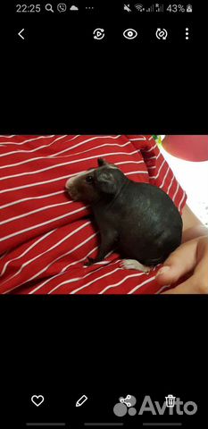 Морская свинка