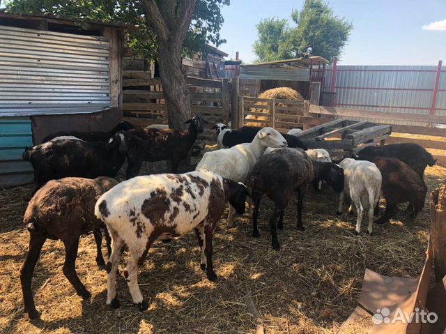Продаются овцы