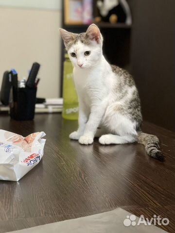 Кошечка 4 месяца