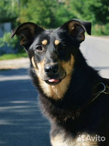 Французская овчарка