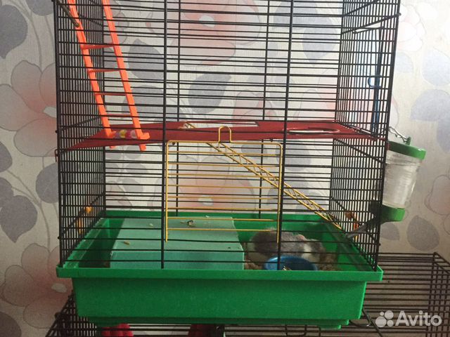 Крыса с коеткой