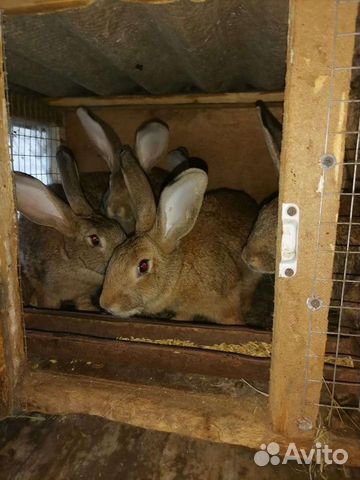 Семи месячные кролики