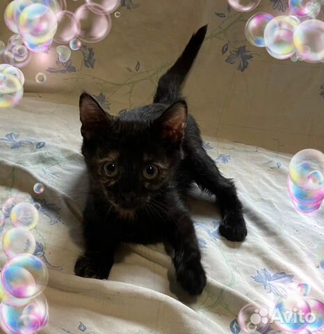 Котенок гномик девочка 1,5 мес примерно