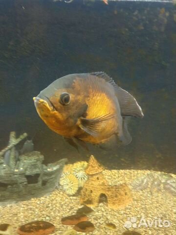 Аквариумные рыбки