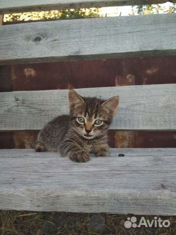 Отдам бесплатно котенка