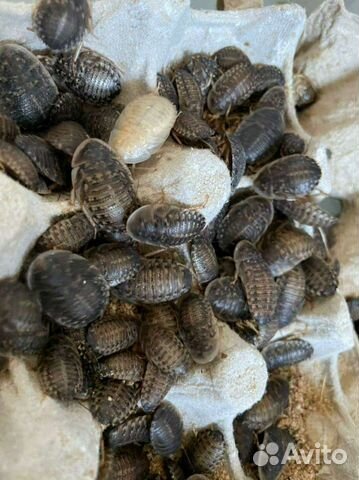 Живые кормовые тараканы блаптика