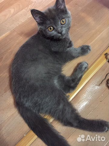 Котёнок