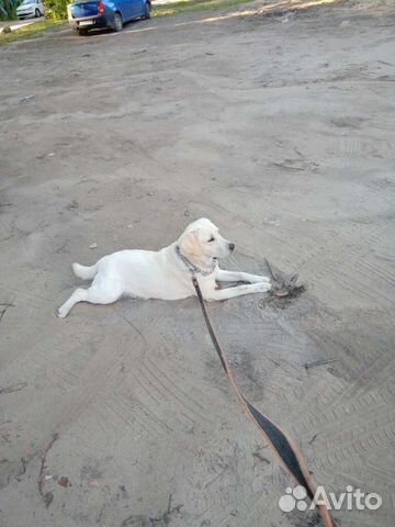 Собака