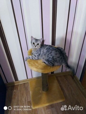 Кошки в добрые руки бесплатно