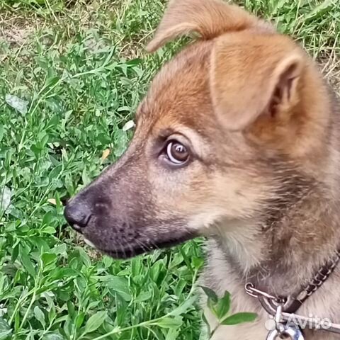 Щенок в добрые руки бесплатно