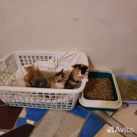 Котята, приносящие счастье ;)