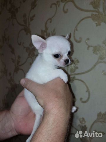 Чишки Мальчишки