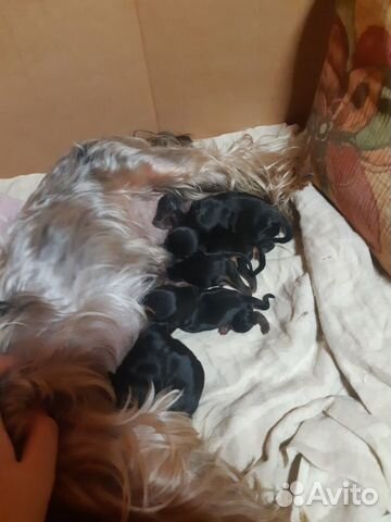 Йоркширский терьер