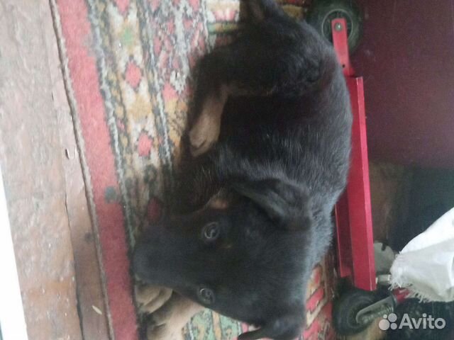 Щенок в добрые руки