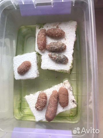 Улитки аквариумные (икра)