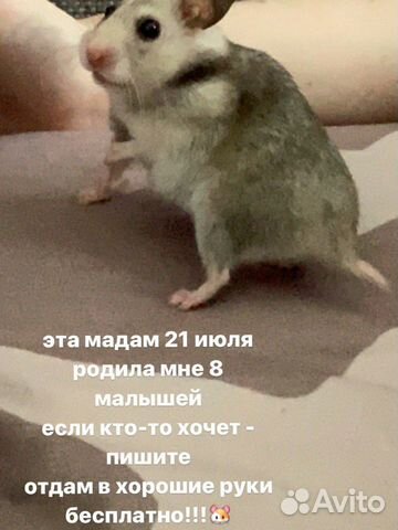 Сирийский хомяк